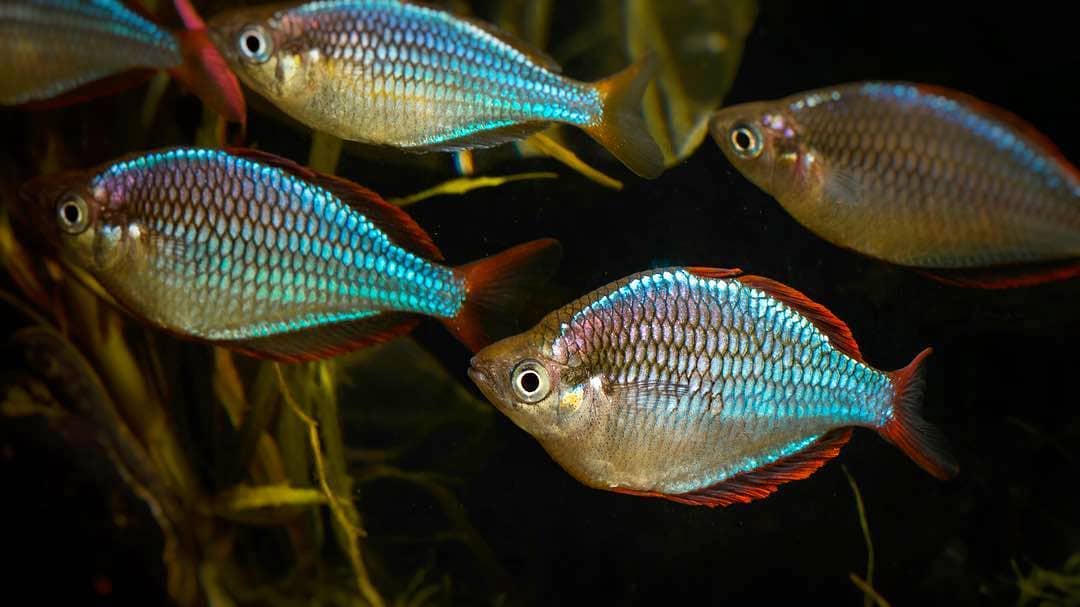 Is Dwarf Neon Rainbowfish the new Neon Tetra? - Fishkeepr